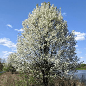 List of Common Invasive Plants of Louisiana - Louisiana Native Plant ...