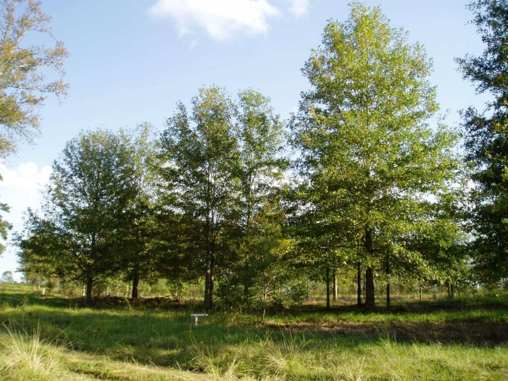 Nuttall Oak - Louisiana Native Plant Society