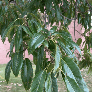 List of Common Invasive Plants of Louisiana - Louisiana Native Plant ...