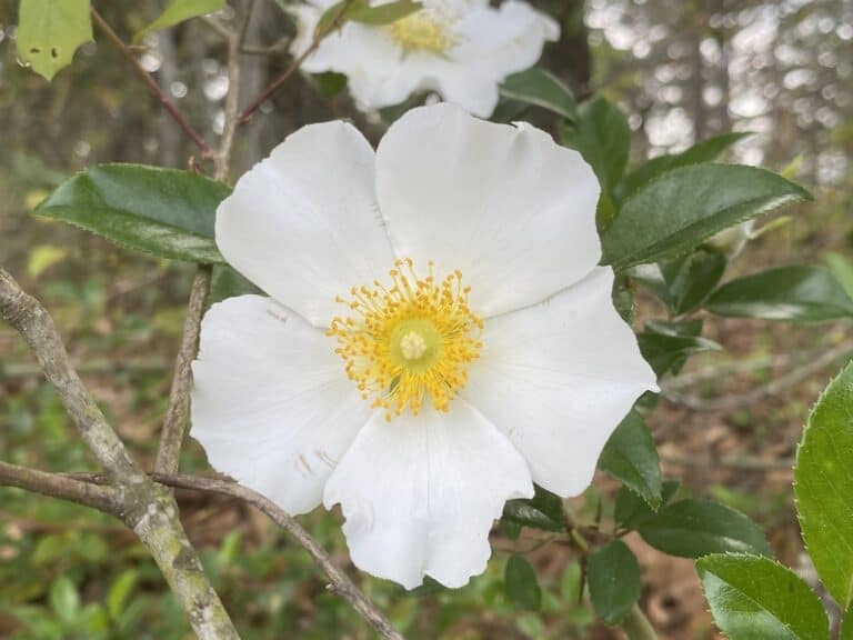 Cherokee Rose - Louisiana Native Plant Society