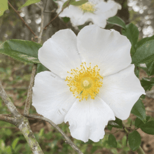 List of Common Invasive Plants of Louisiana - Louisiana Native Plant ...