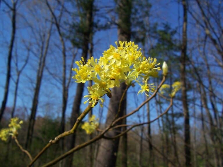 Sassafras - Louisiana Native Plant Society