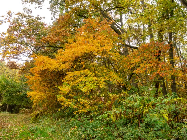 Sassafras - Louisiana Native Plant Society