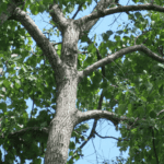 List of Common Invasive Plants of Louisiana - Louisiana Native Plant ...