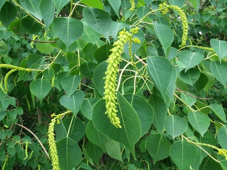 Chinese Tallow - Louisiana Native Plant Society