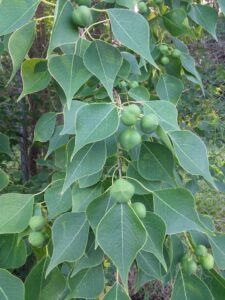Chinese Tallow - Louisiana Native Plant Society