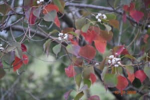 Chinese Tallow - Louisiana Native Plant Society
