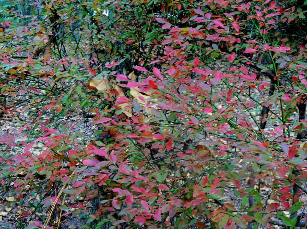 Elliot’s Blueberry - Louisiana Native Plant Society