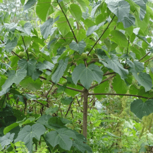 List of Common Invasive Plants of Louisiana - Louisiana Native Plant ...