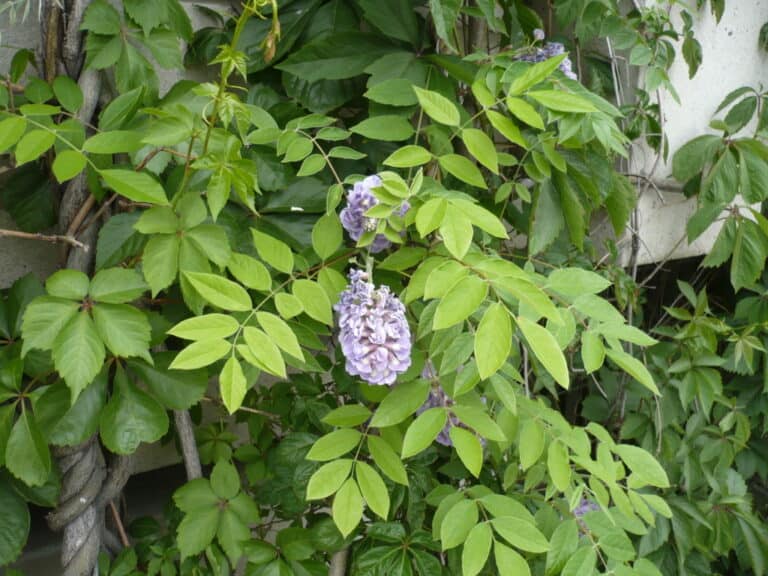 American Wisteria - Louisiana Native Plant Society